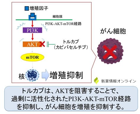 トルカプ（カピバセルチブ）の作用機序【乳がん】 新薬情報オンライン
