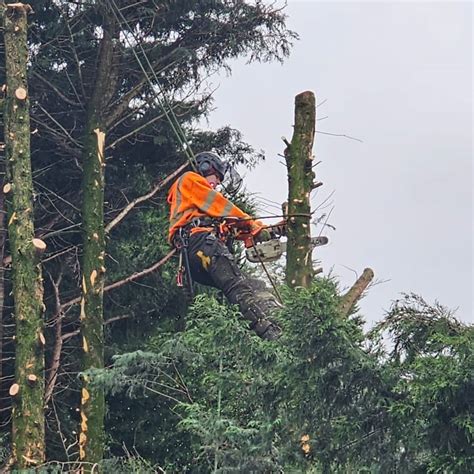 Leyland Tree Reduction Highfield Tree Care