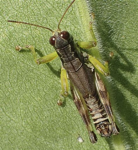 Minnesota Seasons Green Legged Grasshoppers