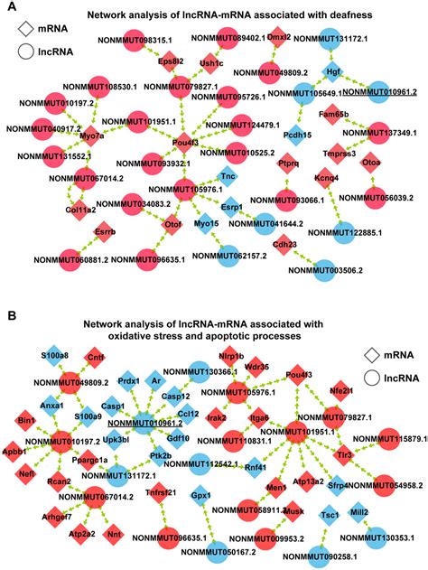 Rna Seq Analysis Of Potential Lncrnas For Age Related Hearing Loss In A Mouse Model Figure F5