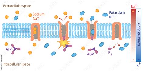 The Sodium Potassium Pump Maintains The Resting Potential Of A Neuron
