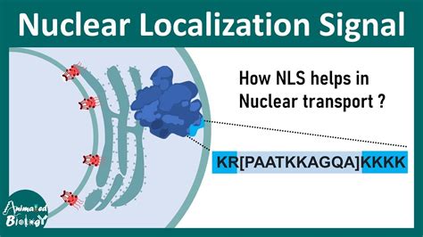 Nuclear Localization Signal Nls Transport Of Nuclear Protein In The Nucleus Nuclear Import