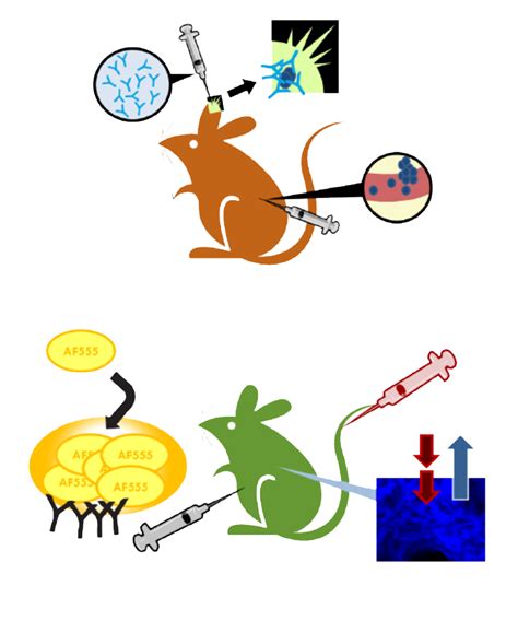 Life In Vivo Experiments Prudent