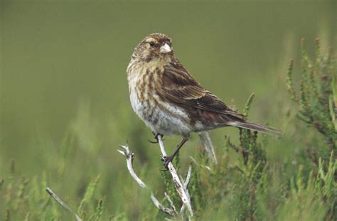 Twite Species On The Edge Wildlife And Habitat Conservation