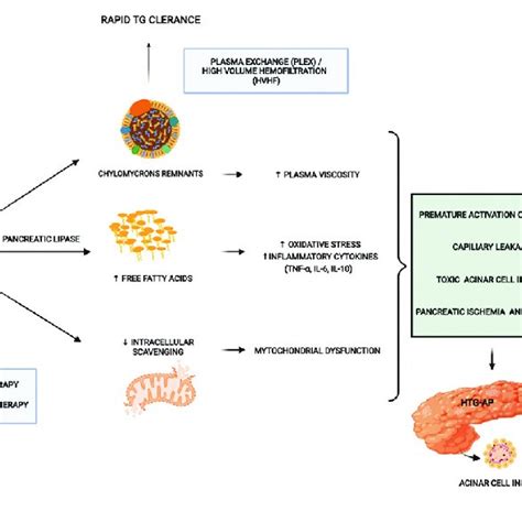 The Pathophysiology Of Hypertriglyceridemia Induced Acute Pancreatitis Download Scientific