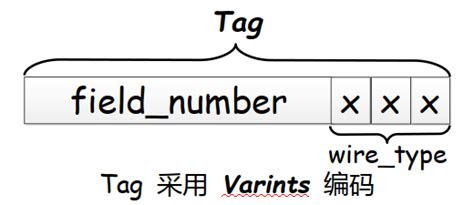 Protobuf编码规则详解 Csdn博客