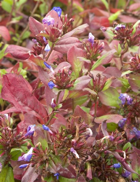 Dwarf Plumbago Ceratostigma Plumbaginoides Monrovia Plant