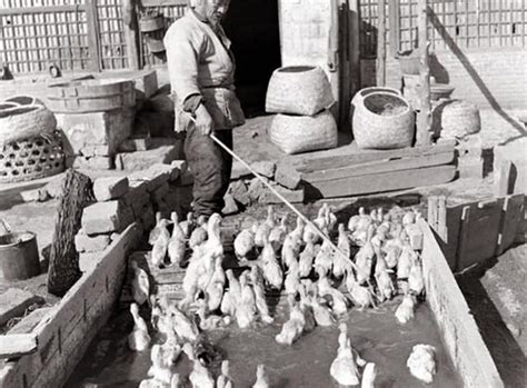 1947年皇城根下养鸭人和北京烤鸭的制作全过程真的很讲究