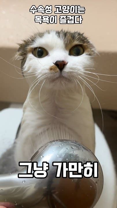 고양이 목욕 힘들지 않아요 고양이목욕 수속성고양이 스코티시폴드 Youtube