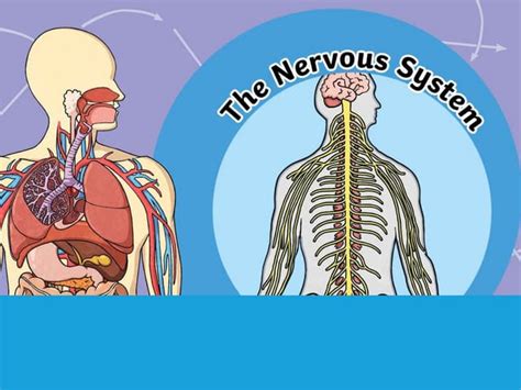 Nervous System Powerpoint Ver 4 1 Pptx Brain And Nervous System