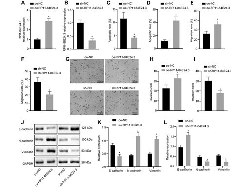 Lncrna Rp11 84e243 Facilitates The Malignant Phenotypes Of Glioma