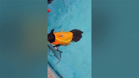 수영천재 강아지의 사다리 이용법 수영하는프렌치불독 Youtube