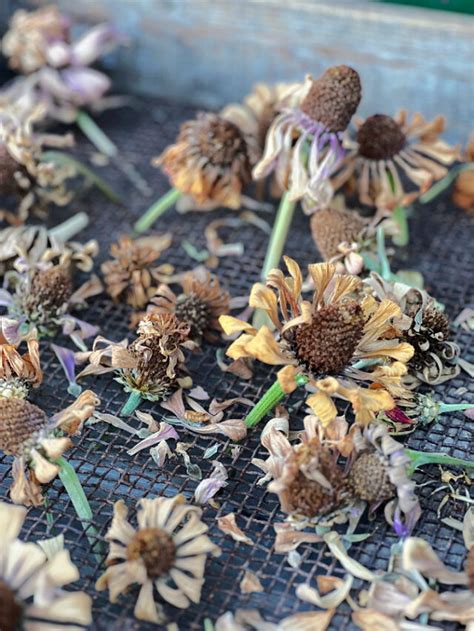 A Guide To Harvesting Zinnia Seeds Grow Beauty With Ease