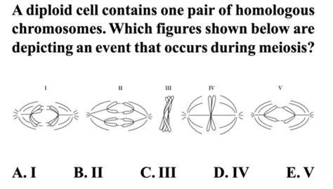 Biology 1104 Unit 3 Cell Division Flashcards Quizlet