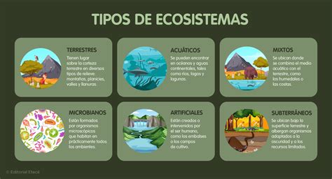 Tipos De Ecosistemas Cuáles Son Características Y Ejemplos