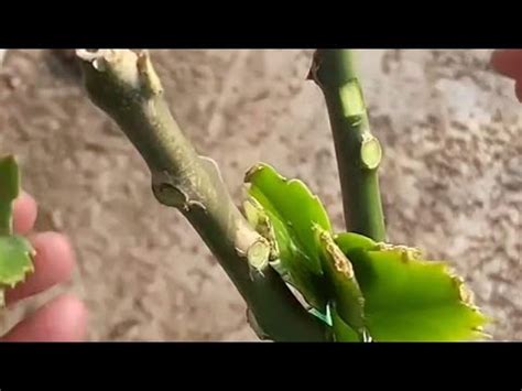 手把手教你如何用树型叶仙嫁接蟹爪兰一看就会 YouTube