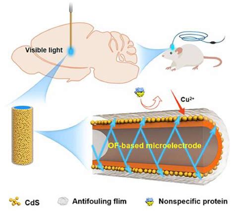 Scheme 1 Schematic Presentation Of In Vivo Assays Using The Of Based