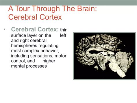 General Psych Neurobiological Bases Ppt