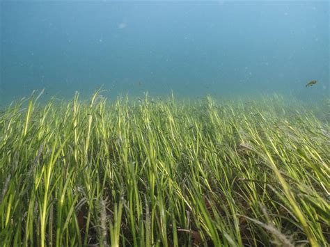 Global Project Launched To Facilitate Seagrass Conservation By Sailing