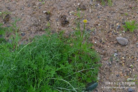イヌカミツレ 日本まるごと生き物図鑑
