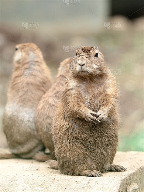 黑尾草原土拨鼠