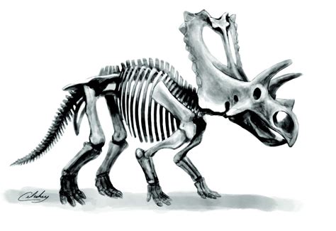 Pentaceratops Skeleton