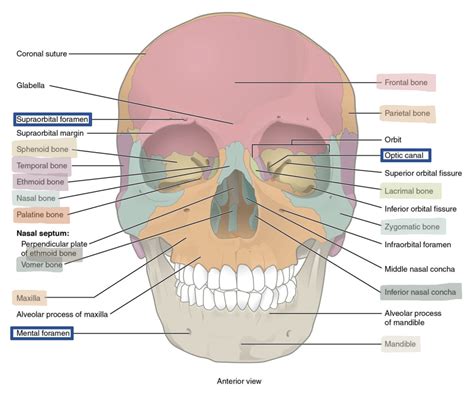 Axial Skeleton Lab Anatomy And Physiology I Oer Lab Manual