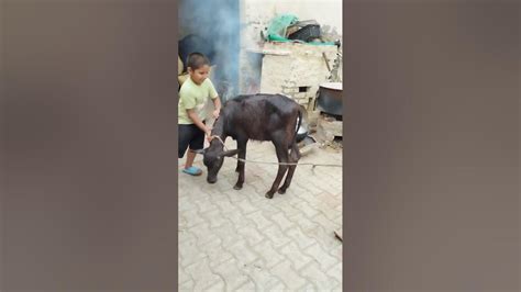 Chhoti Si Bacchi Bhains Ke Bacche Ko Le Ja Rahi Hai Youtube