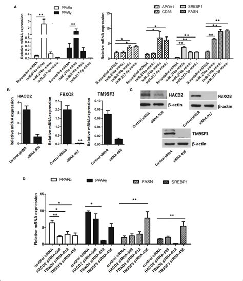 Relative Mrna Levels Of Genes Associated With Lipid Metabolism A