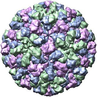 Norovirus Wikipedia Den Frie Encyklopædi