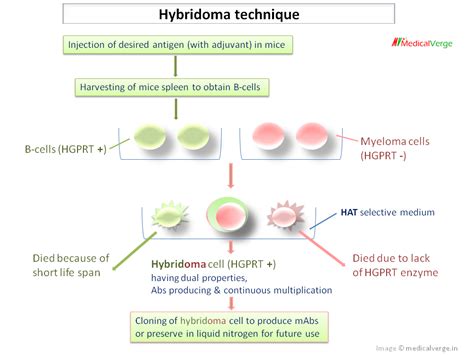 Hybridoma Technique Procedure And Advancement Medicalverge