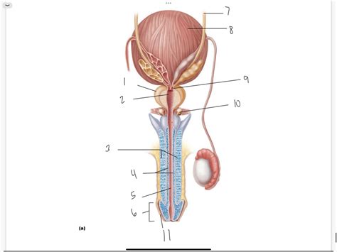 Male Reproductive Structures Diagram Quizlet