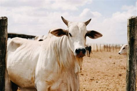 Indian Man Arrested For Having Sex With Cows In Viral Video