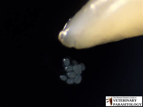 Dipylidium Sp Tapeworms Monster Hunters Guide To Veterinary