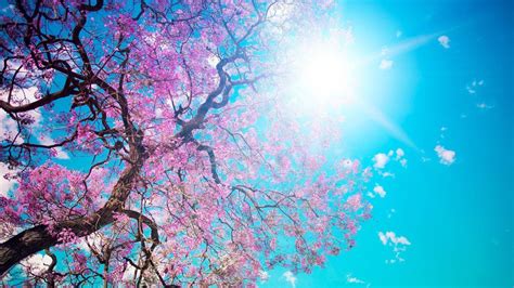 Cherry Blossom Desktop Backgrounds Wallpaper Cave