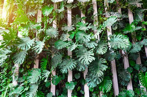 열대 녹색 잎 배경 양치류 야자수 및 몬스테라 Deliciosa 잎 꽃 정글 패턴 개념 배경 도시 환경에서 콘크리트 벽 수직 요소 0명에 대한 스톡 사진 및 기타 이미지