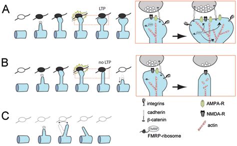 Dendritic Spine Synapse