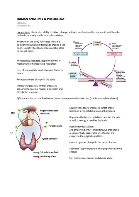 Human Anatomy Endocrine Warning Tt Undefined Function 32 Warning