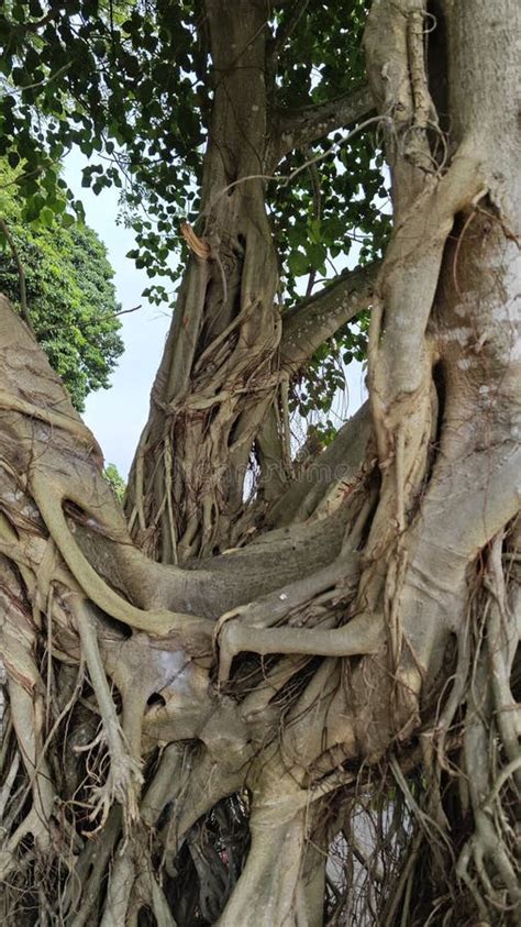 Ficus Religiosa Tree With Invasive Roots Sprouting From The Trunk