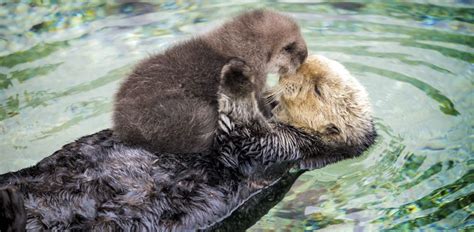 Fotógrafa Capta Hermosas Imágenes De Una Mamá Nutria Junto A Su Cría