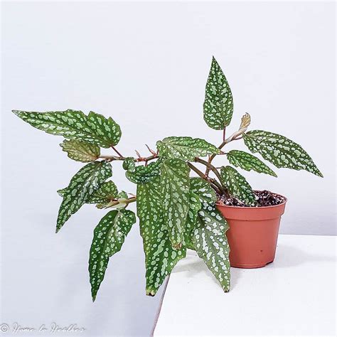 Mini Angel Wing Begonia General Care Begonia Medora