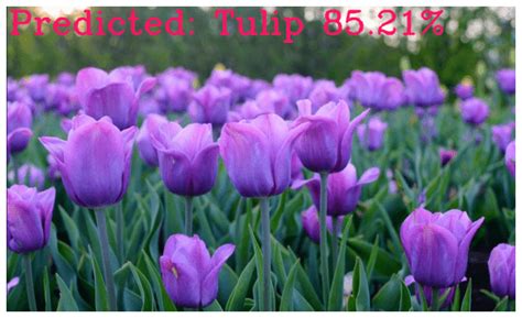 Training A Custom Image Classifier With Tensorflow Converting To Onnx
