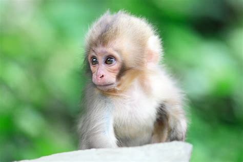 Cute Monkey Wallpapers Wallpapertag