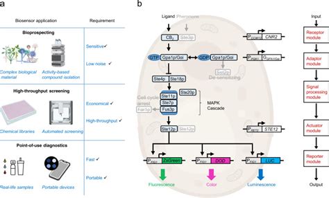 A Gpcr Based Yeast Biosensor For Biomedical Biotechnological And Point Of Use Cannabinoid