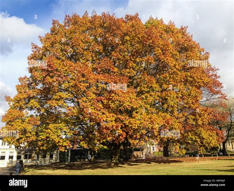 Large Wide Sycamore Tree In Autumn Winter In The Sunshine With Red And