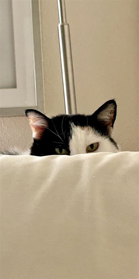 Kitteh Is Watching Album On Imgur Kitteh Is Watching Album On Imgur