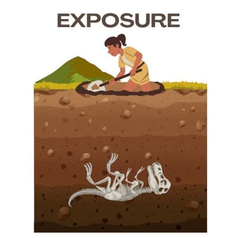 5 Steps Of Fossilization Earth How