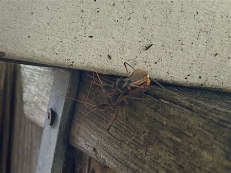 Masters Pest Control Sydney On Linkedin Pestcontrol