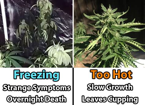Cannabis Can Growing Tips And Hints Temperature~humidity~air Circulation