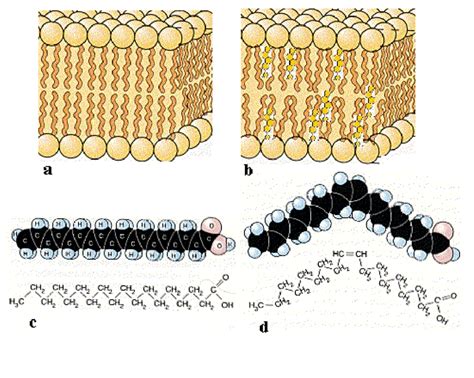 Schematic Drawings Of An Associative Memory Model A Shows A Neural